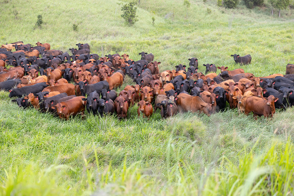 Home | The Australian Beef Sustainability Framework
