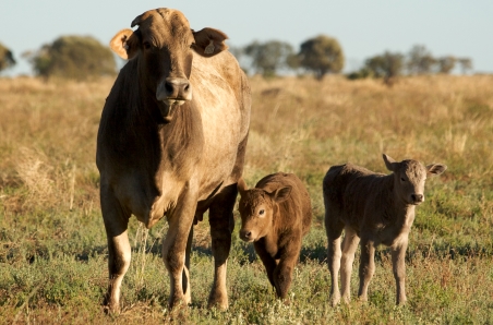 News | The Australian Beef Sustainability Framework